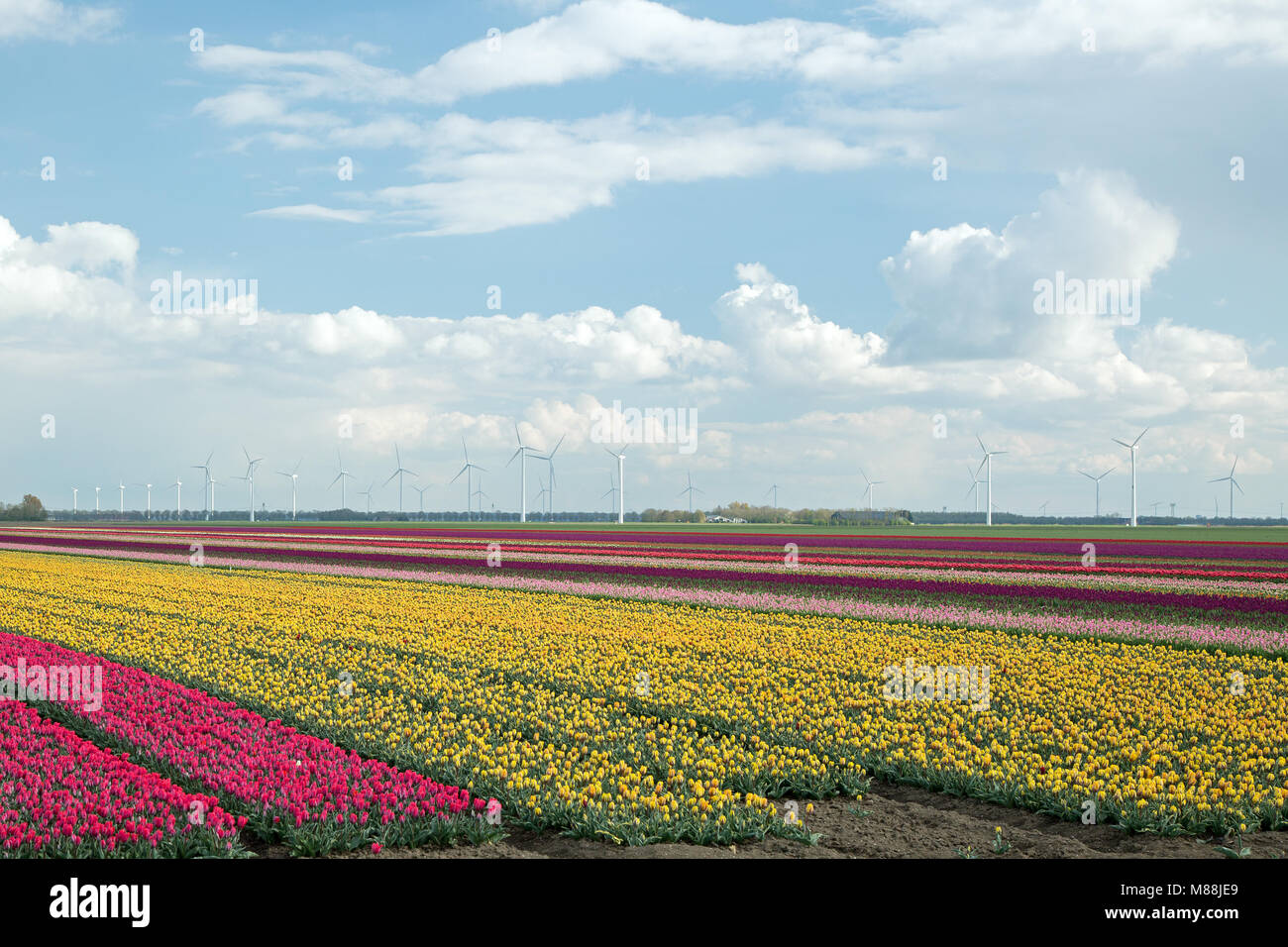 Tulip field in the Netherlands, Holland, Keukenhof, Floriade Stock ...