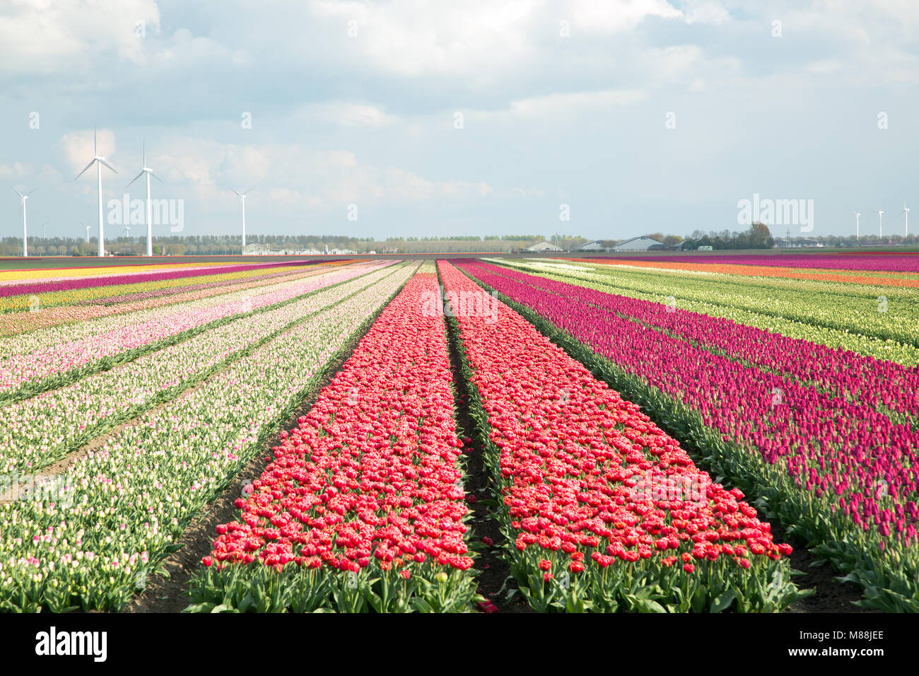 Tulip field in the Netherlands, Holland, Keukenhof, Floriade Stock ...