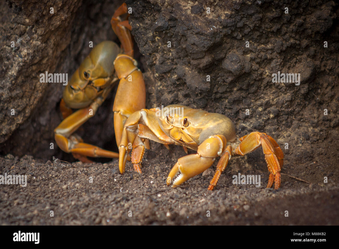Land Crab Species In Wisconsin