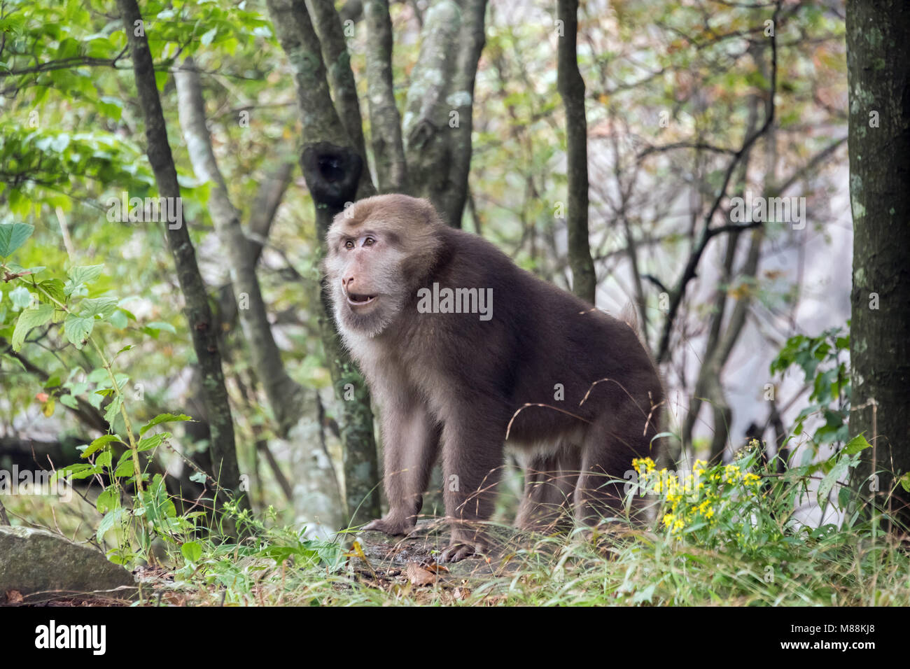 Macaca arctoides hi-res stock photography and images - Alamy