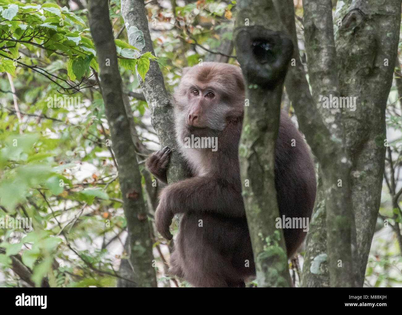 Stump tailed macaque hi-res stock photography and images - Alamy