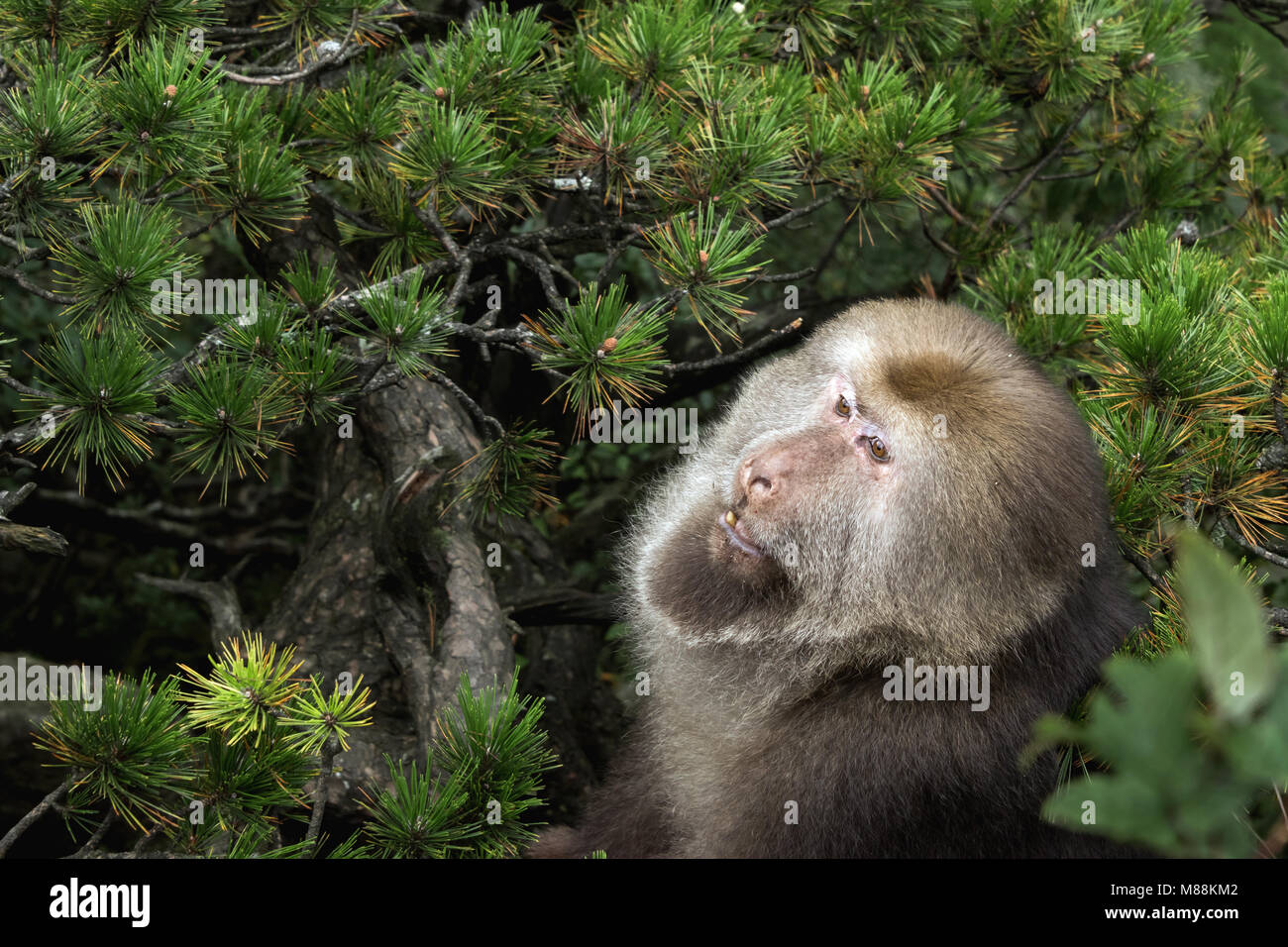 Stump tailed macaque hi-res stock photography and images - Alamy