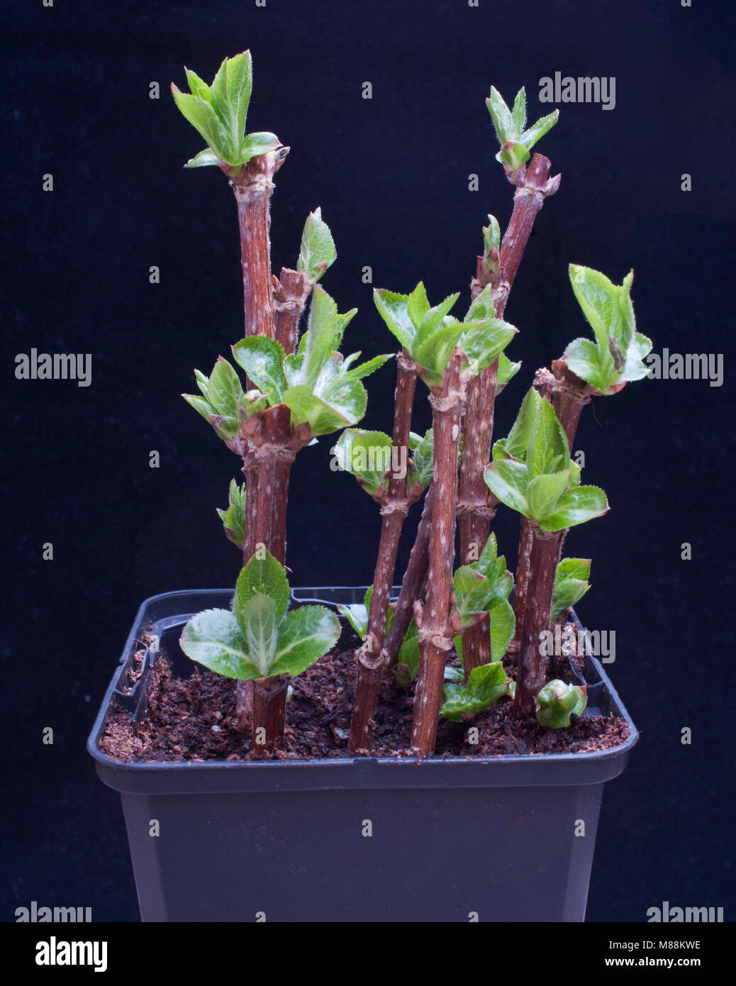 Weigela florida foliis purpureis hi-res stock photography and images ...