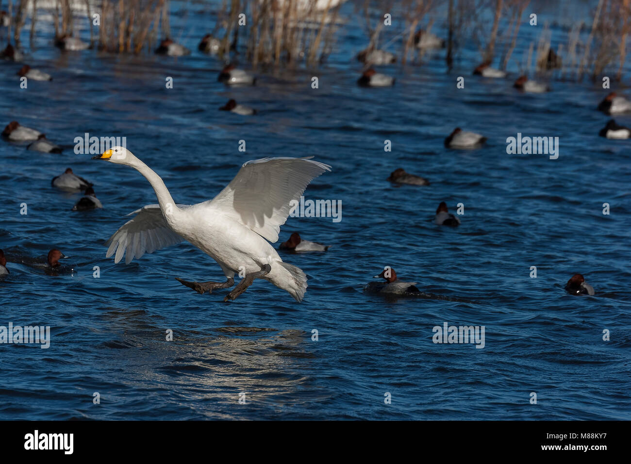 Whooper Swan Taking Off Stock Photo - Alamy