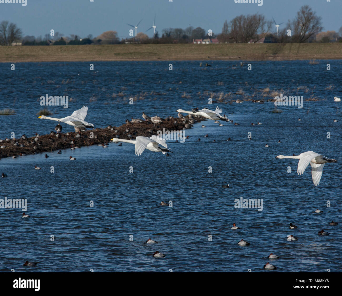 Swans in Flight Stock Photo - Alamy