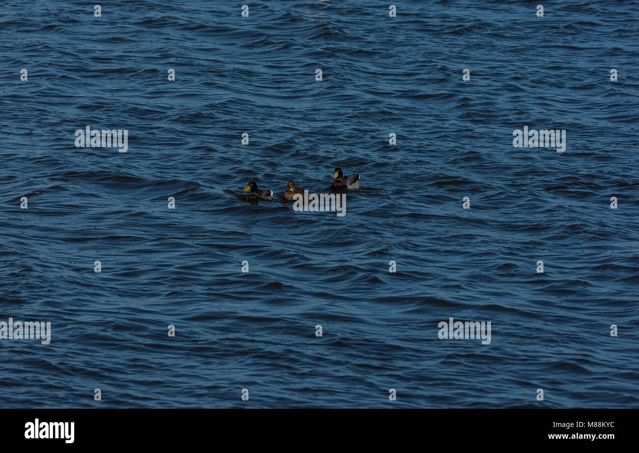 Ducks swimming on wetland hi-res stock photography and images - Alamy