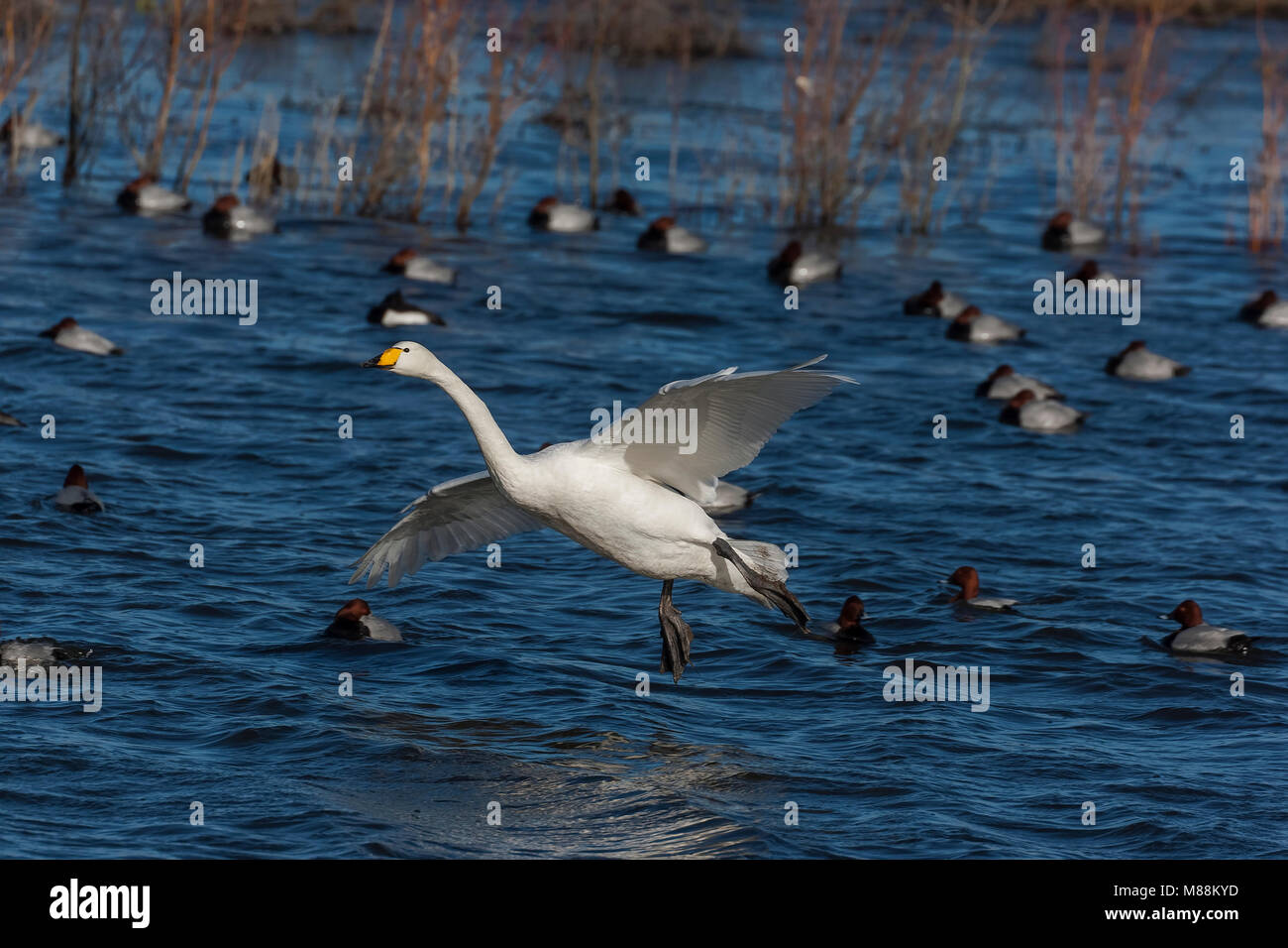 Whooper Swan in Flight Stock Photo - Alamy