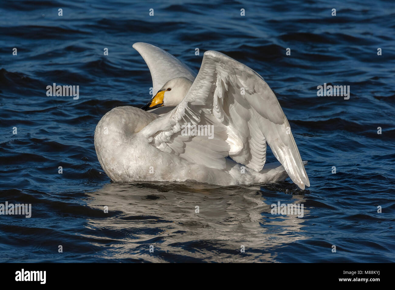 Whooper Swan with wings wide open in glorious light Stock Photo - Alamy