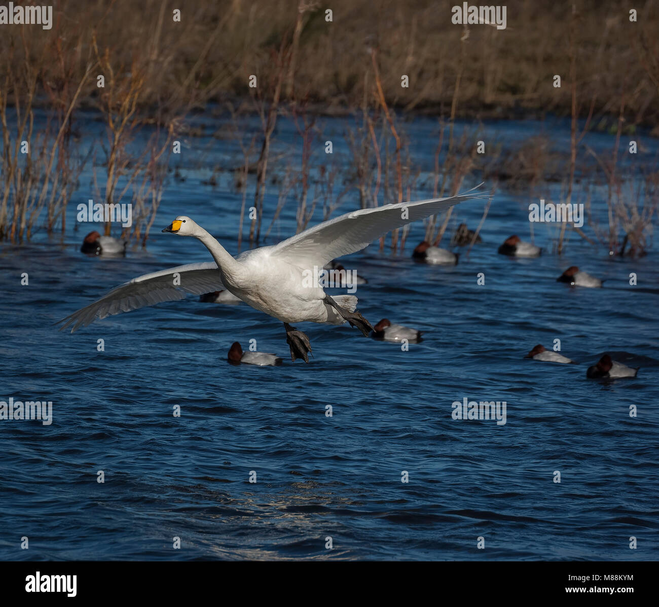 Whooper Swan in Flight Stock Photo - Alamy