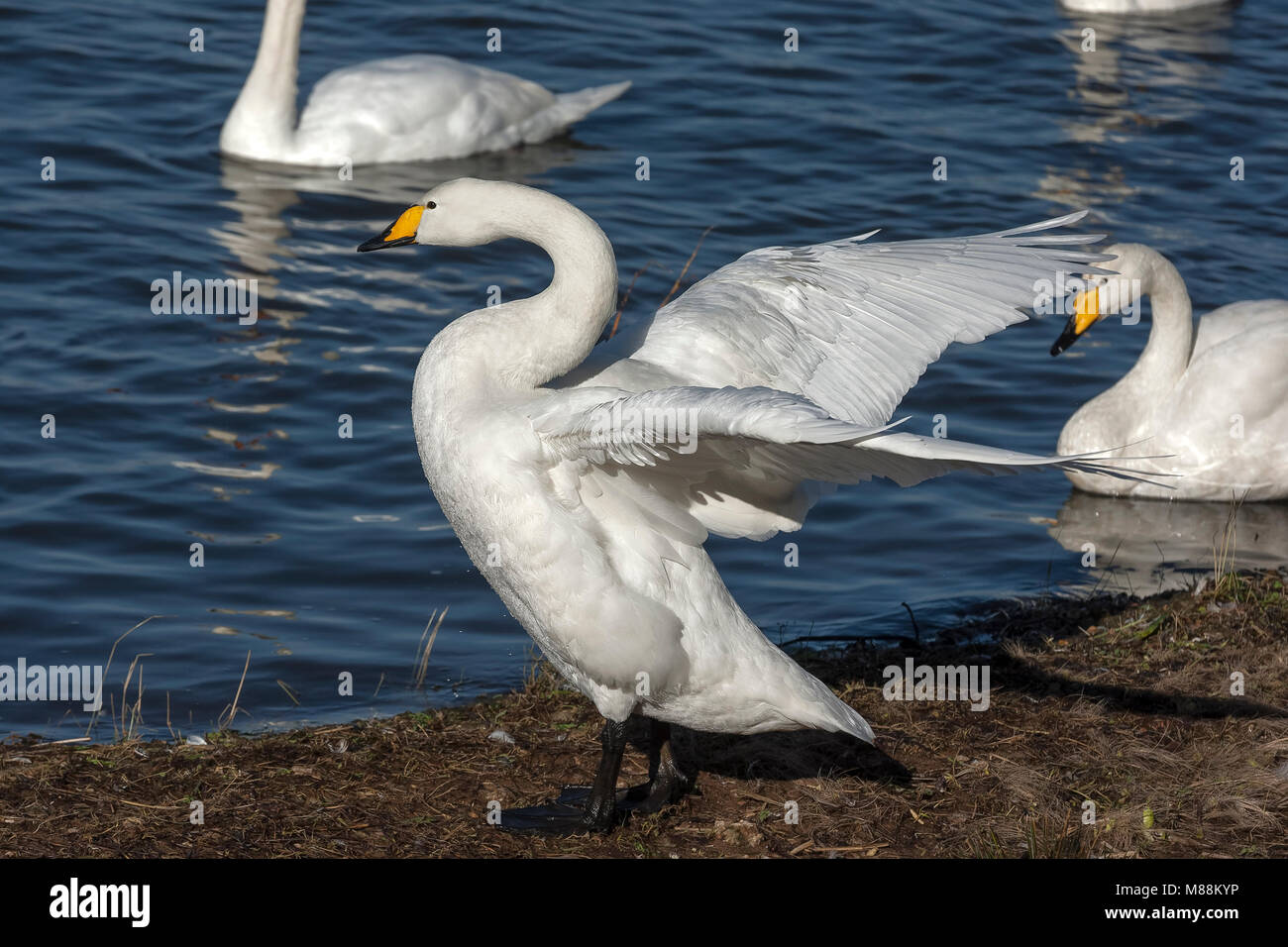 Whooper Swan standing on water bank Stock Photo - Alamy