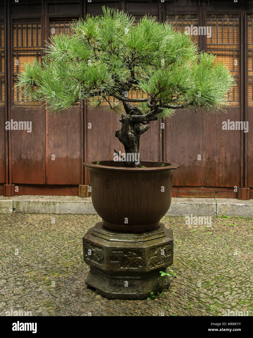 Bonsai tree, Liu Yuan classical garden, UNESCO, Souzhou, China Stock ...