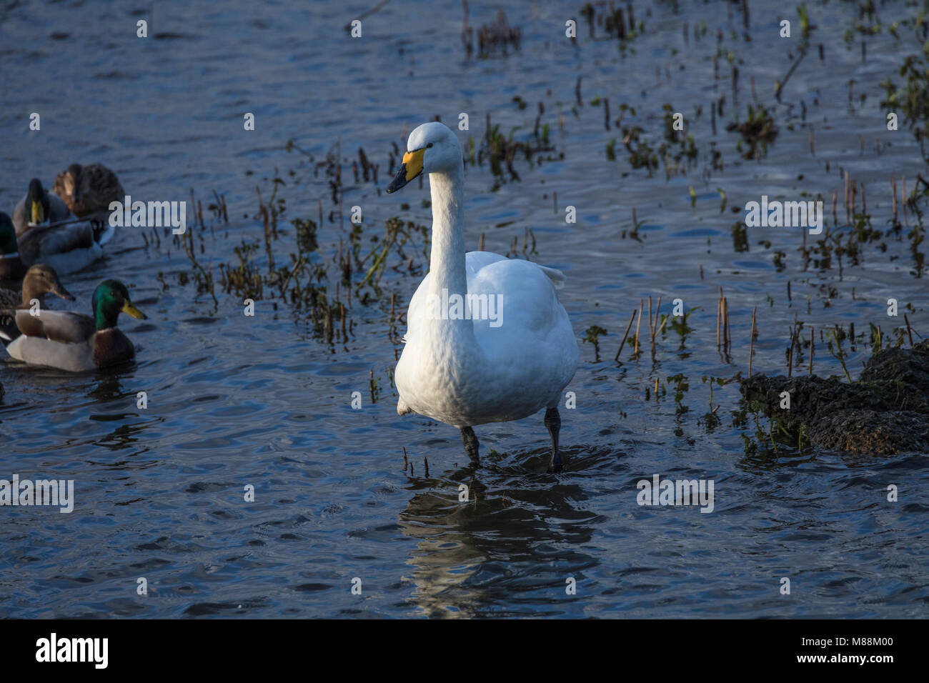 Whooper Swan Standing Up in Water Stock Photo - Alamy