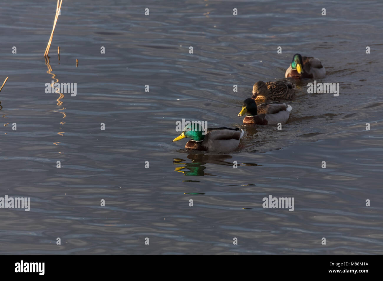 Four mallard ducks swimming in formation Stock Photo - Alamy