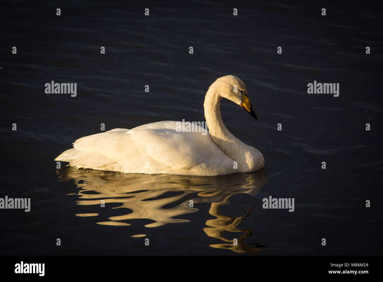 Whooper Swan on water in glorious light Stock Photo - Alamy