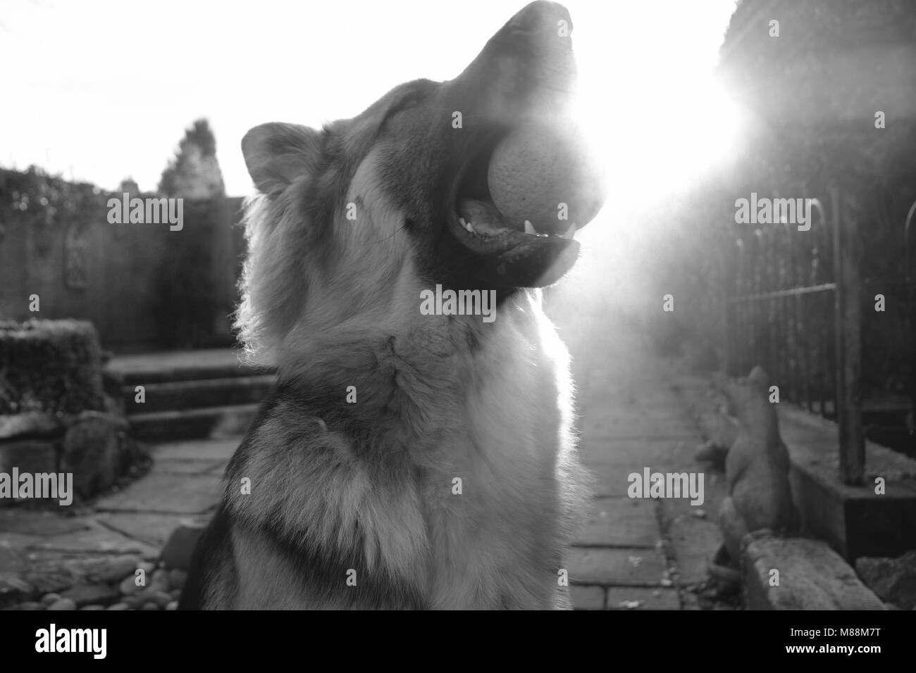 White german shepherd black Black and White Stock Photos & Images - Alamy