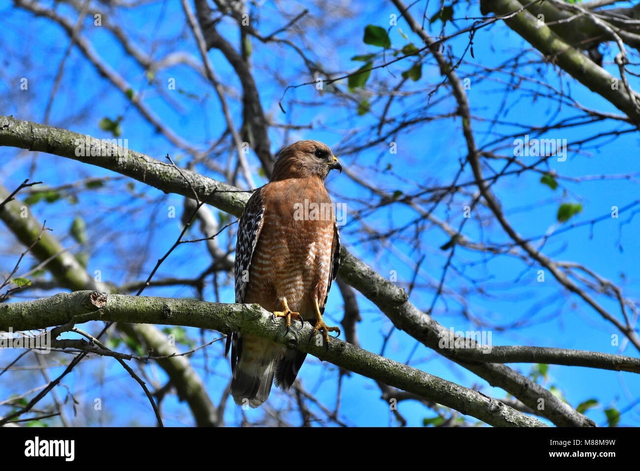 Red Shouldered Hawk watching Stock Photo - Alamy