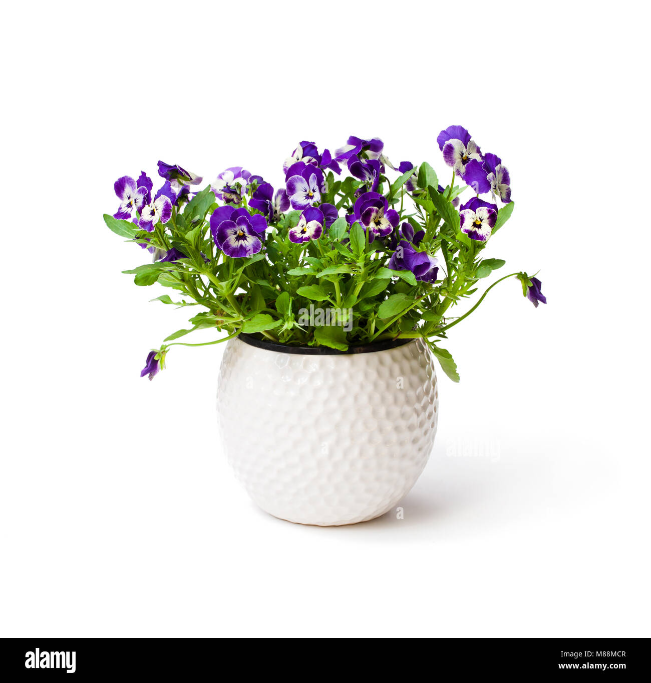 Colorful pansy flower plant in white pot isolated Stock Photo - Alamy