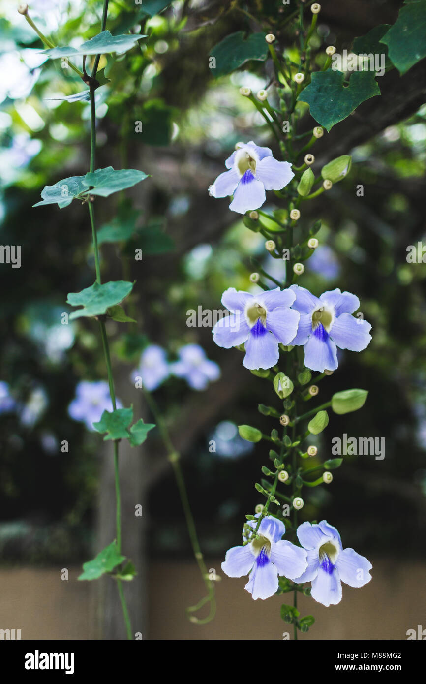 Blue orchid in garden Stock Photo - Alamy