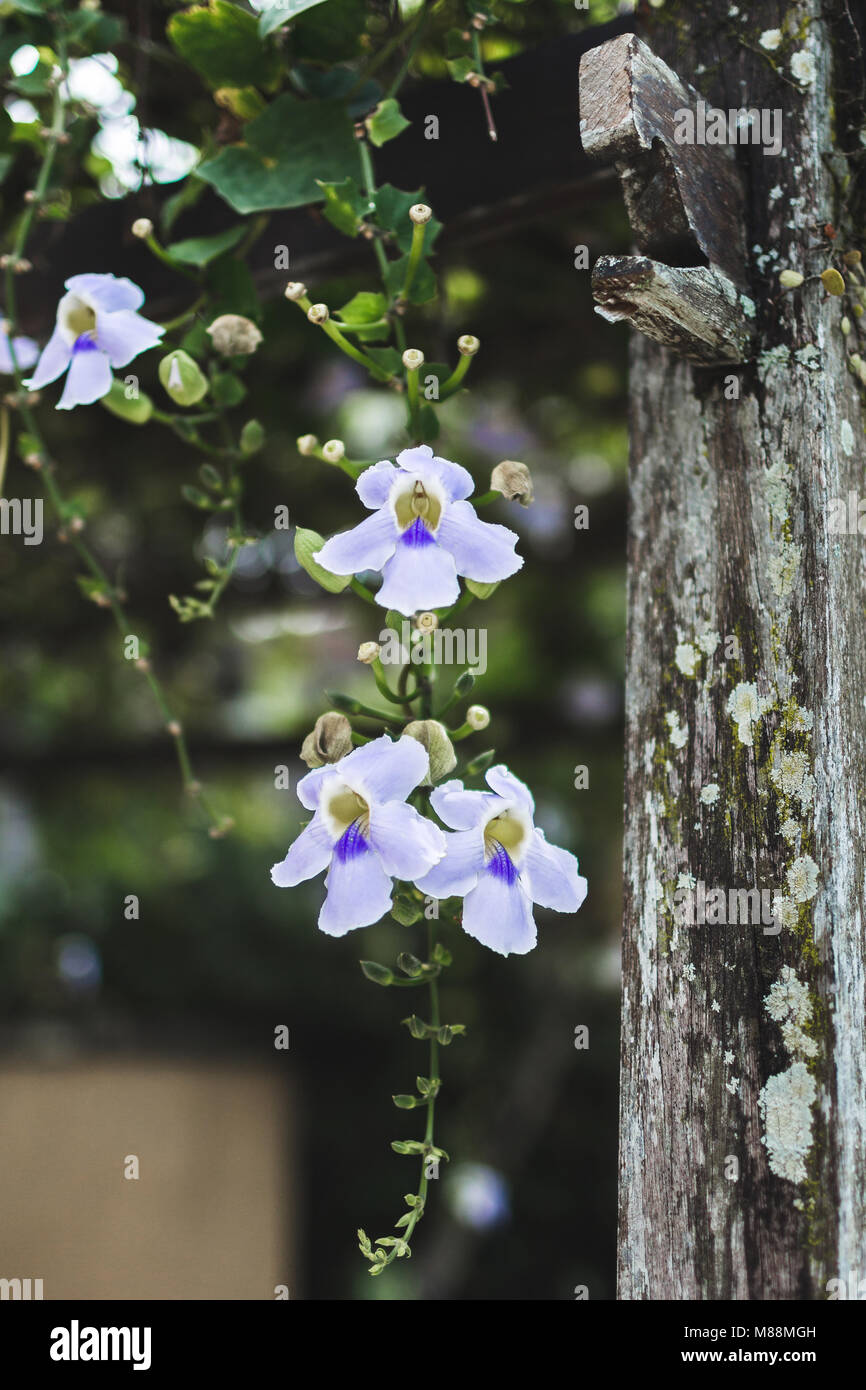 Blue orchid in garden Stock Photo - Alamy