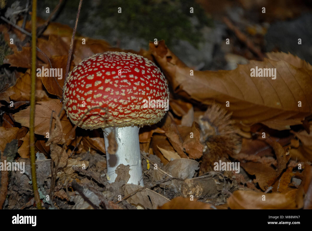 fly agaric with dry leaves Stock Photo - Alamy
