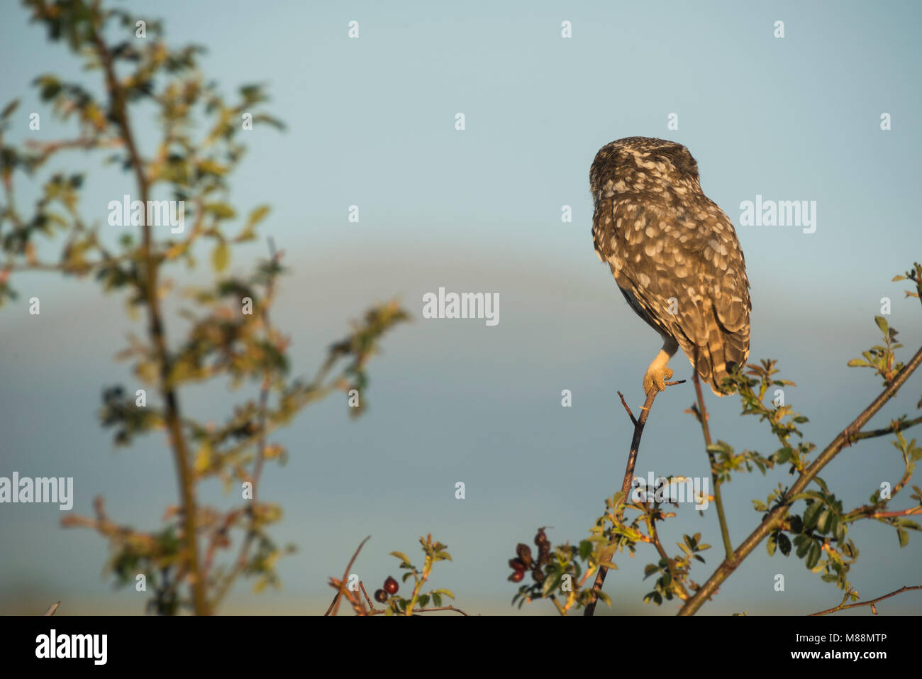 little owl on bush Stock Photo - Alamy