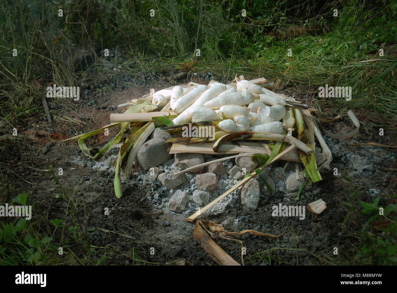Lovo cooking hi-res stock photography and images - Alamy