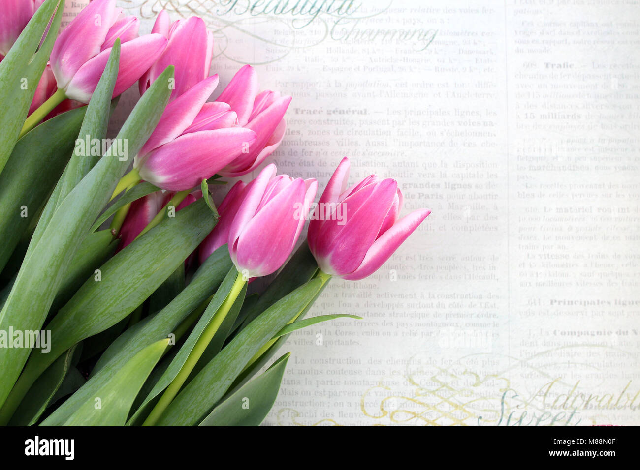 Tulip Background Paper
