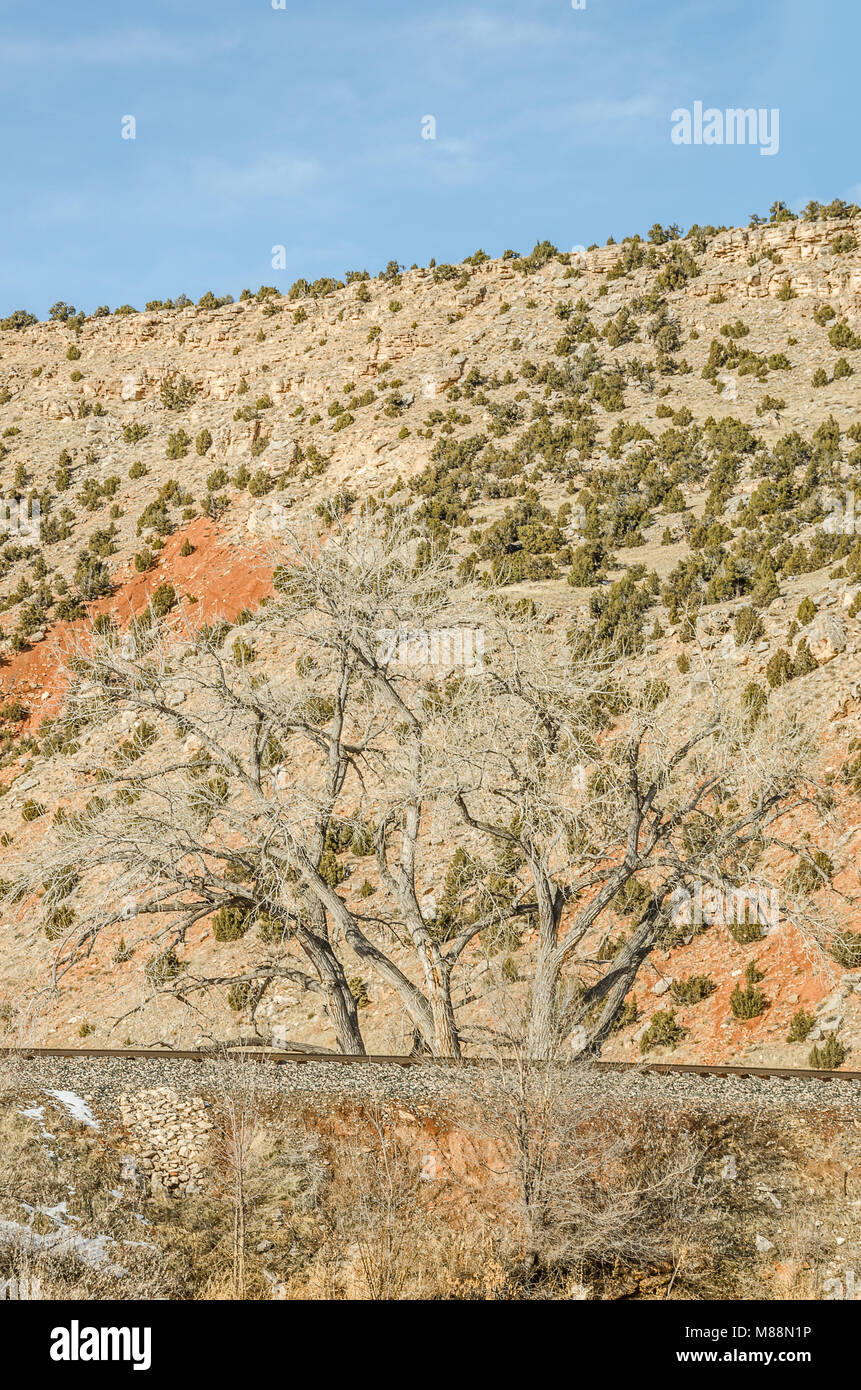 Beautiful bare trees along railroad tracks with bits of orange and ...