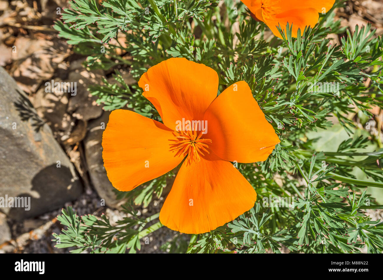 Orange California Poppy with its shadow showing on the rock below it ...