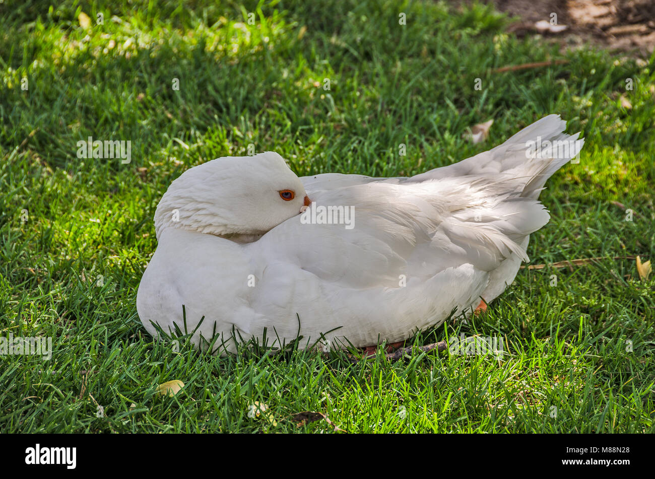 Staying cool hi-res stock photography and images - Alamy