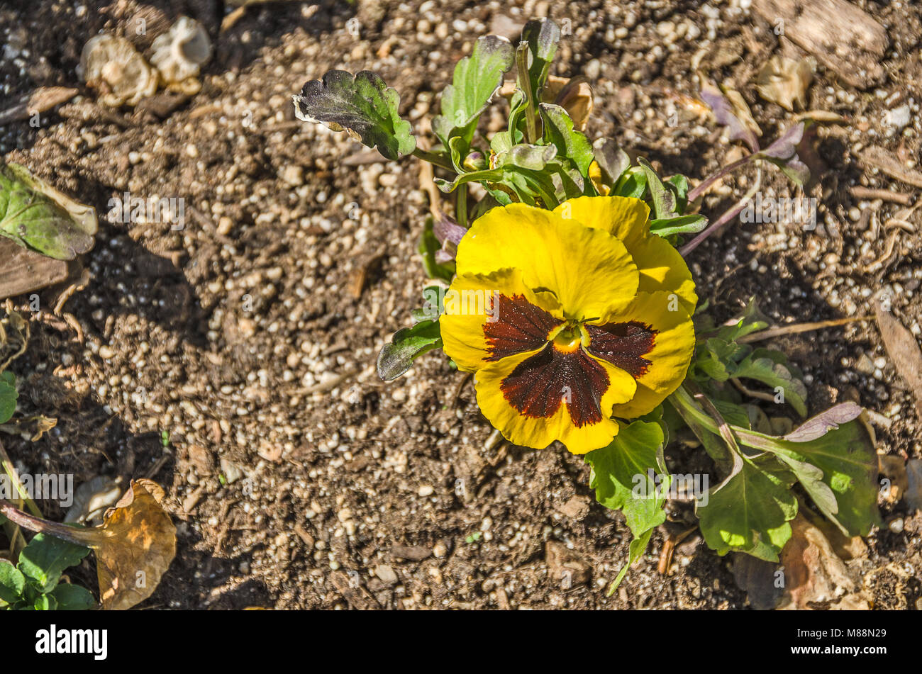 Yellow and brown pansy in sunlight Stock Photo - Alamy