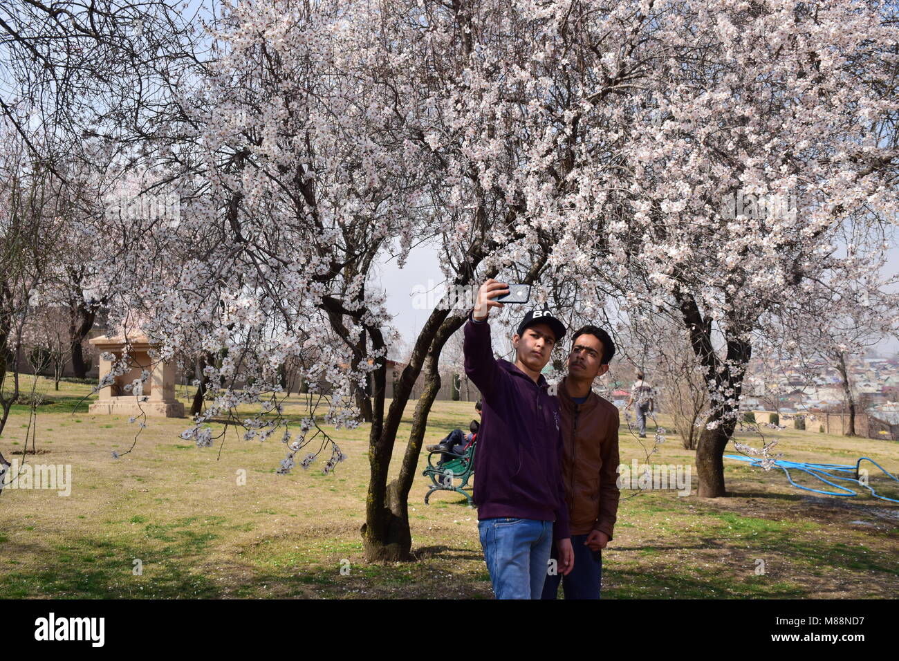 Badam trees hi-res stock photography and images - Alamy