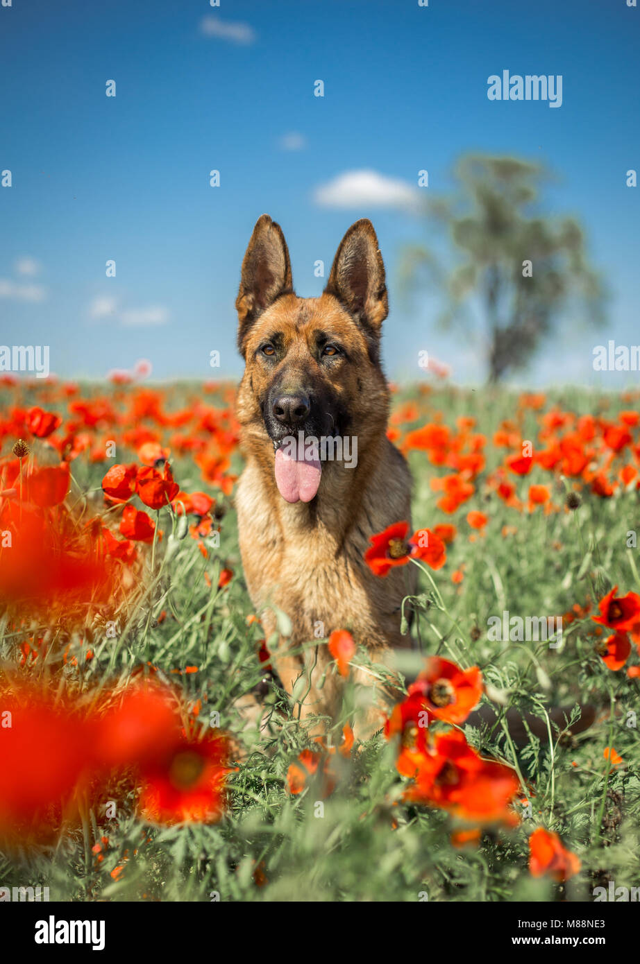 Portrait of German shepherd dog in poppy field. Almaty region ...