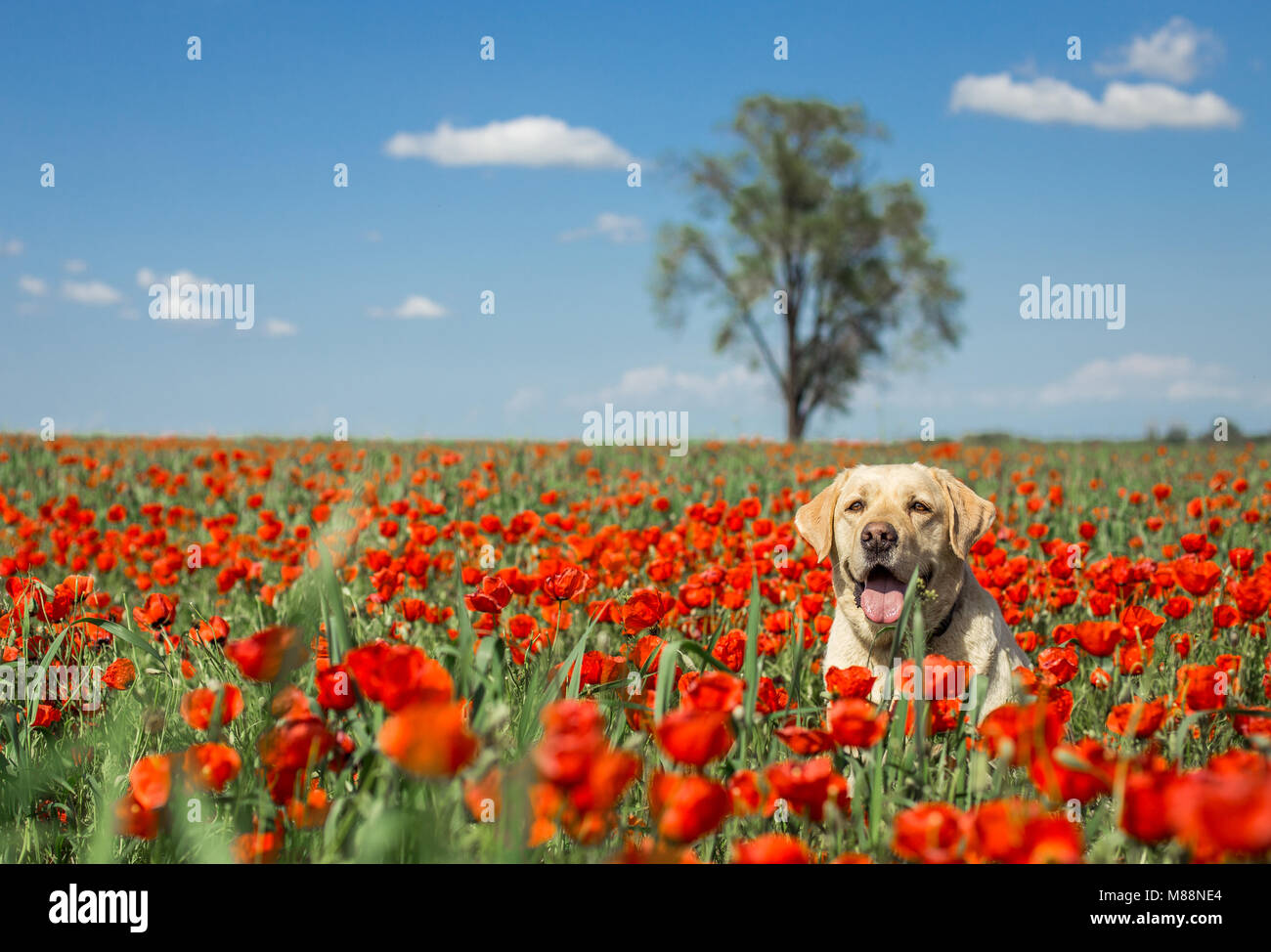 Labrador retriever is sitting in the middle of poppy field. Kazakhstan ...