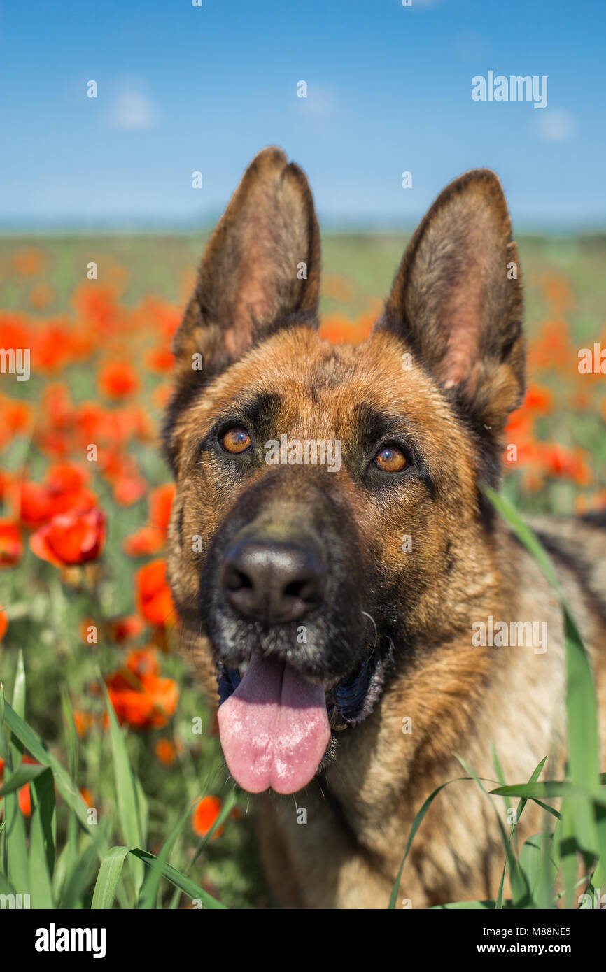 Portrait of German shepherd dog in poppy field. Almaty region ...