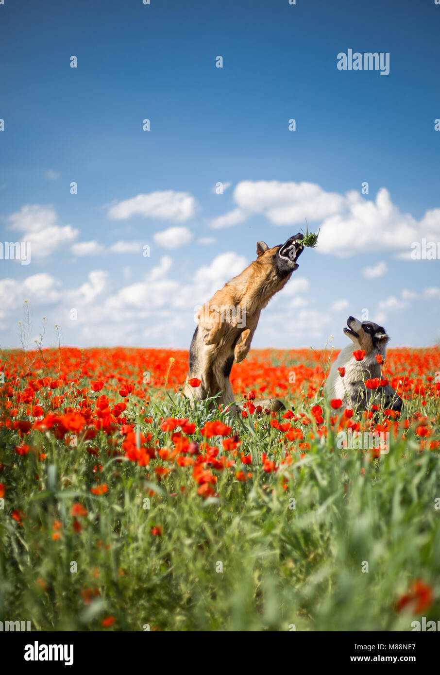 Two dogs - Australian and German shepherd are playing in poppy field ...