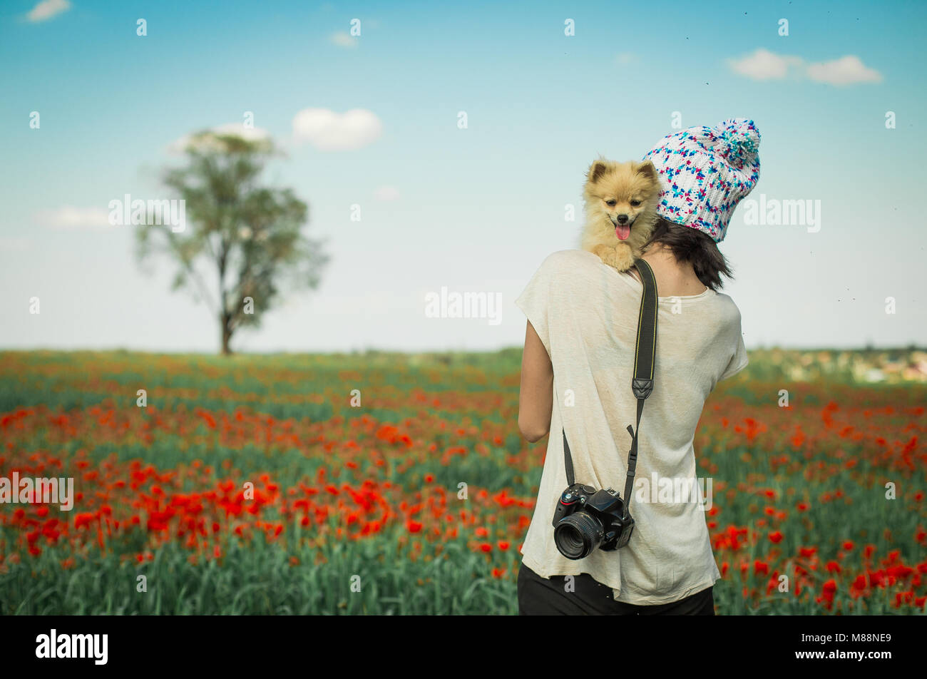 Happy young girl embraces her fluffy Pomeranian puppy in poppy field ...