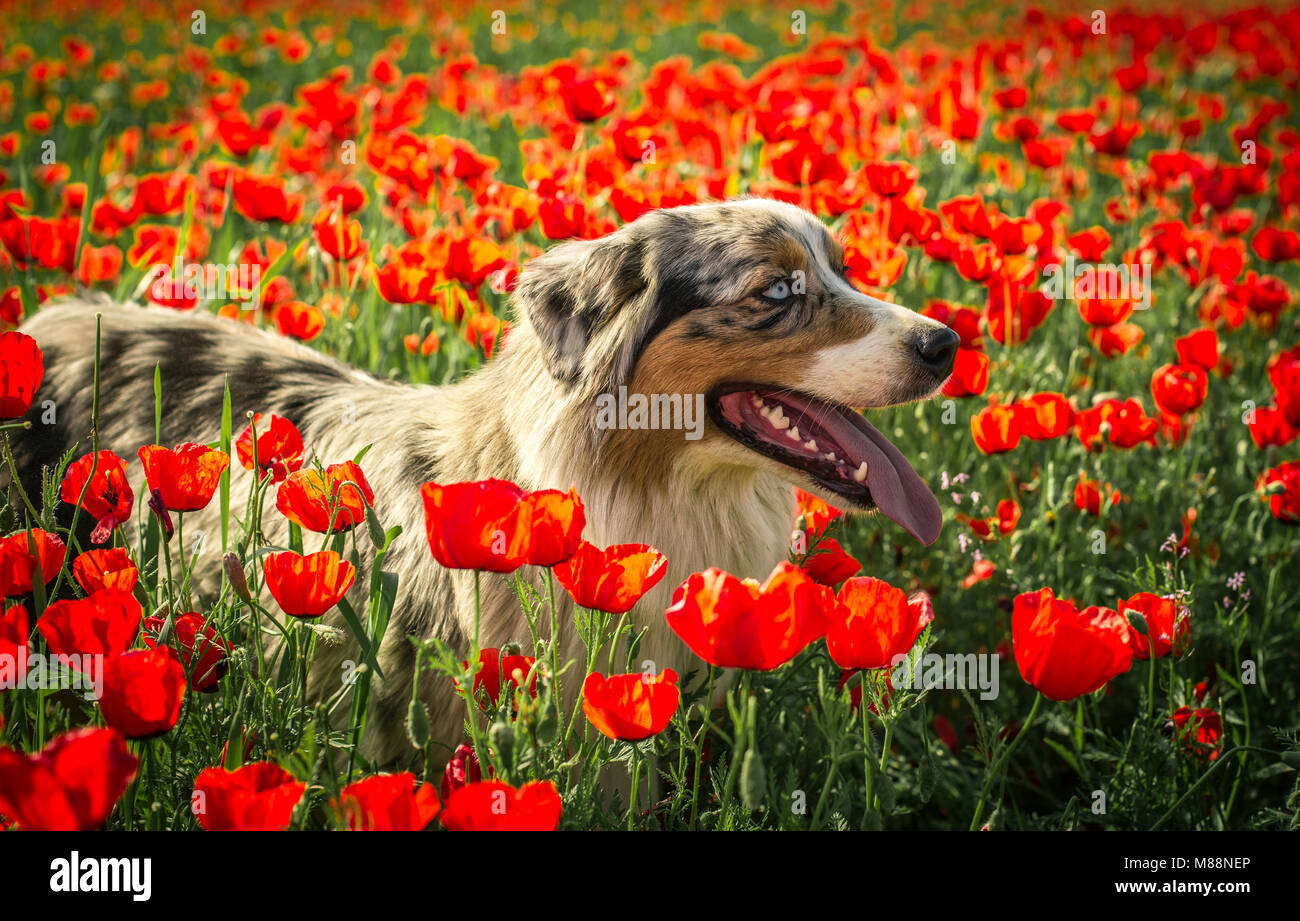 Poppy dog hi-res stock photography and images - Alamy