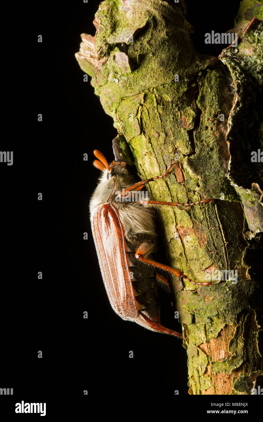 British flying insects hi-res stock photography and images - Alamy