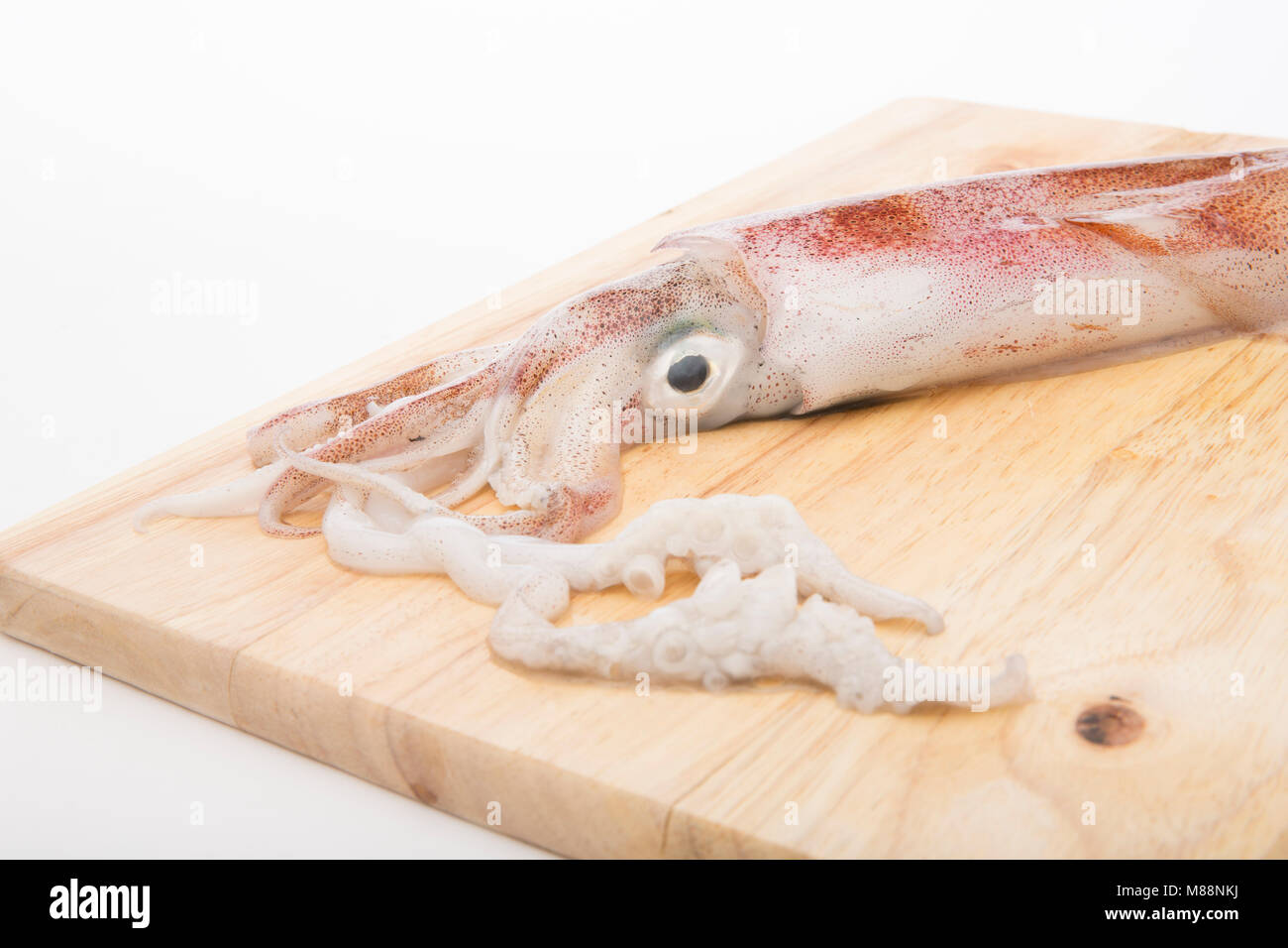 Loligo vulgaris squid caught near Weymouth, Dorset UK on rod and line ...