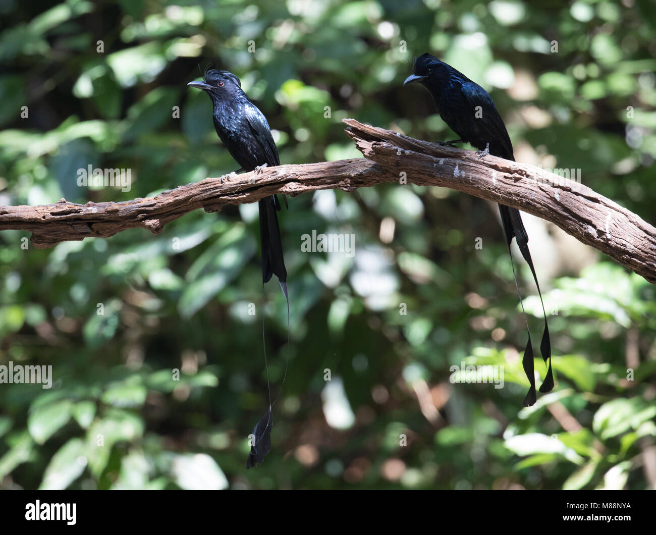 Dicrurus paradiseus - The greater racket-tailed drongo Stock Photo - Alamy