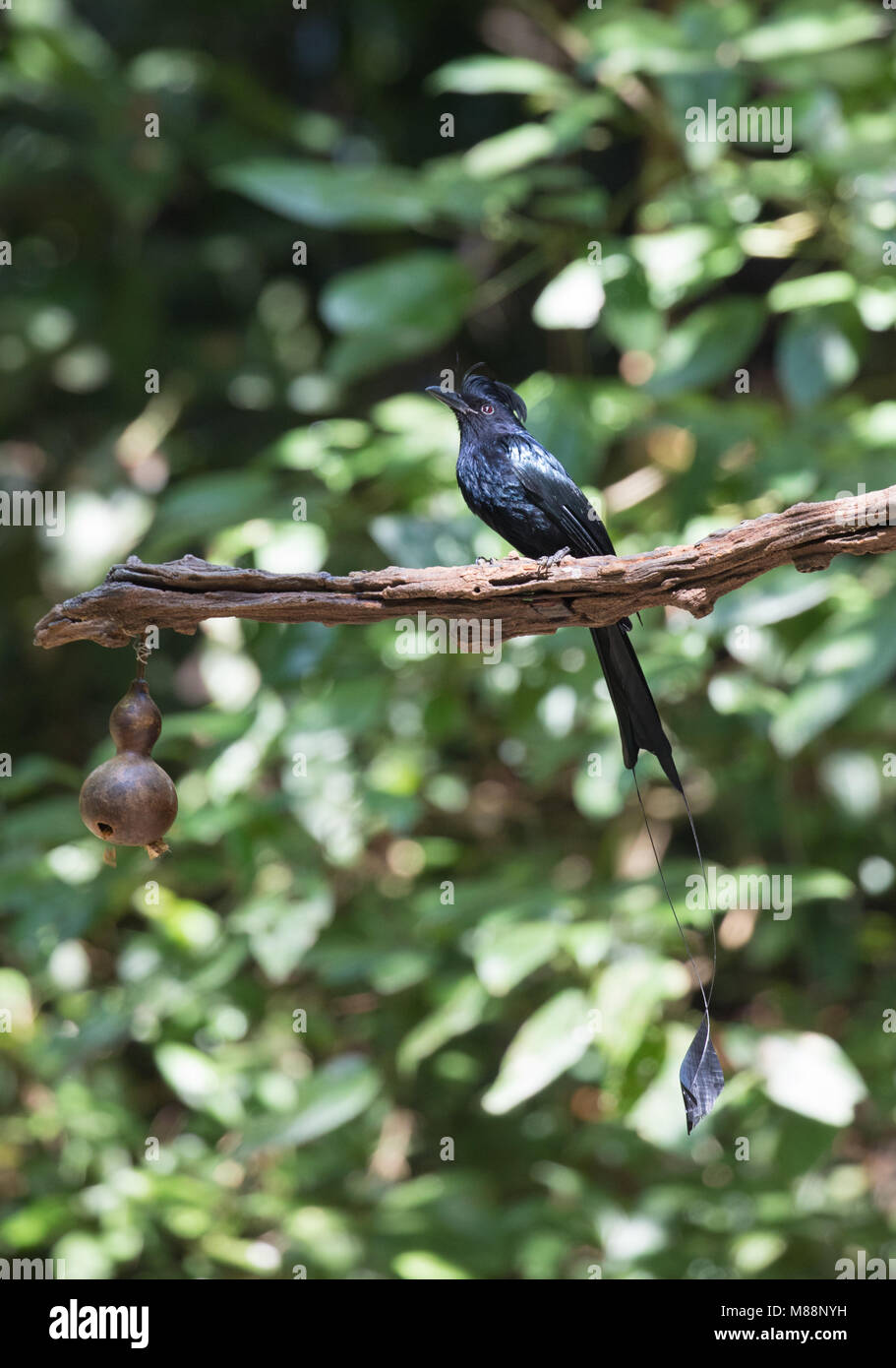 Dicrurus paradiseus - The greater racket-tailed drongo Stock Photo - Alamy