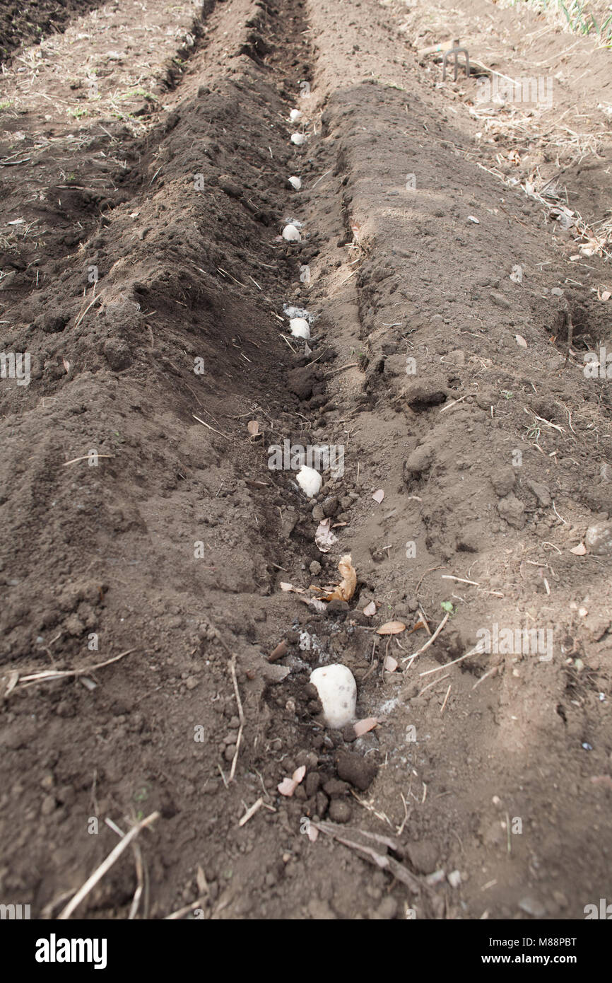 Planting potato on farm Stock Photo - Alamy