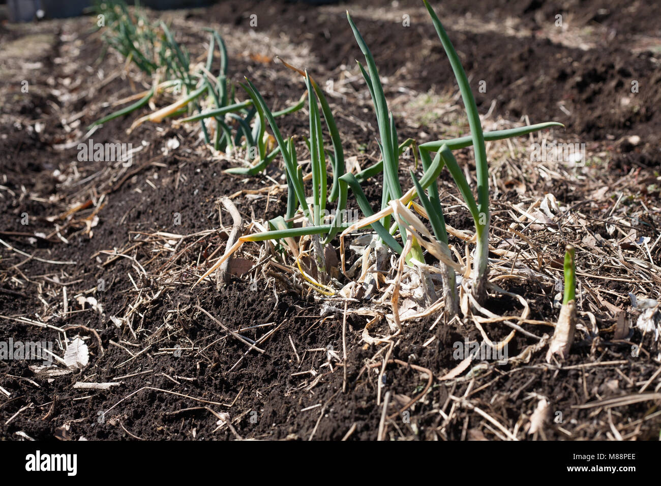 Growing Japanese scallion on farm in spring Stock Photo - Alamy