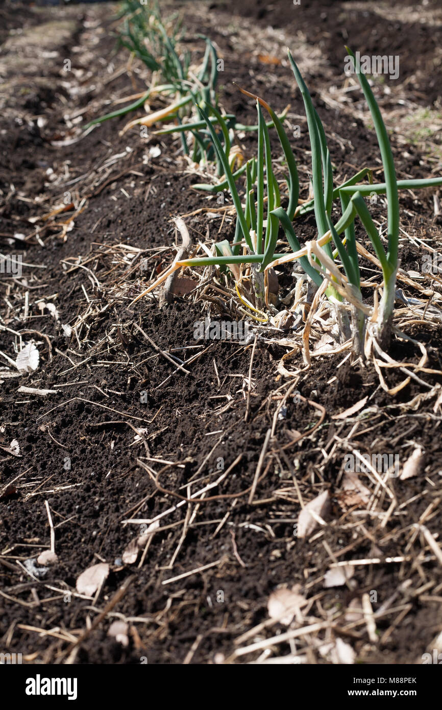 Growing Japanese scallion on farm in spring Stock Photo - Alamy