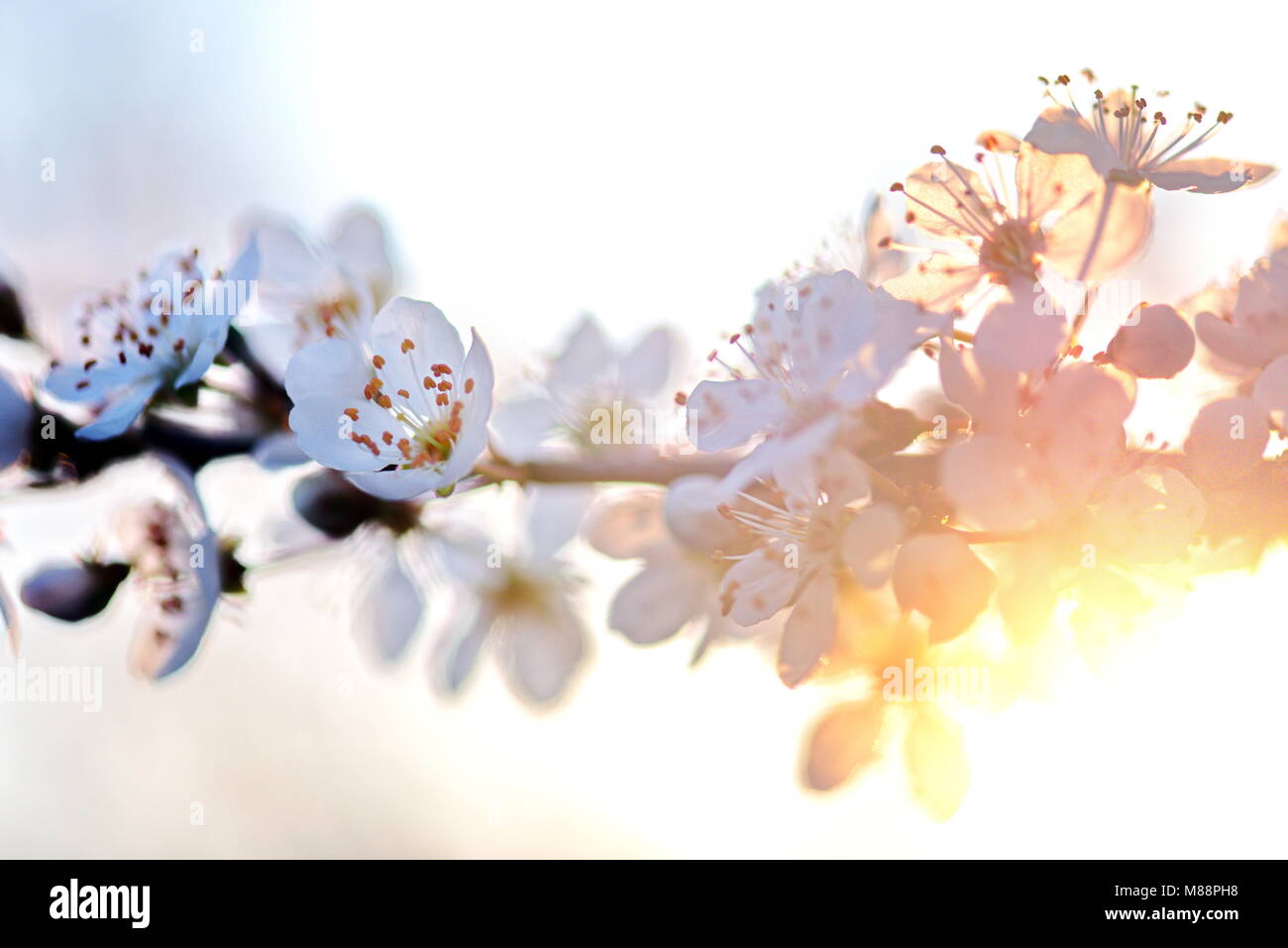 Field maple flowers hi-res stock photography and images - Alamy