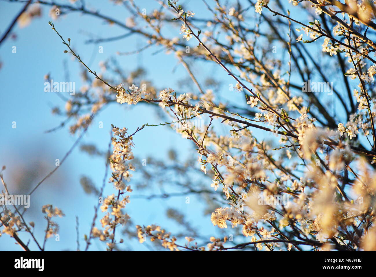 flowering of spring flowers at sunset Stock Photo - Alamy