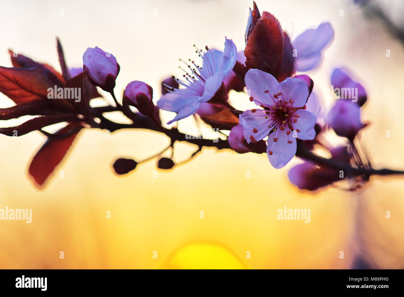 flowering of spring flowers at sunset Stock Photo - Alamy