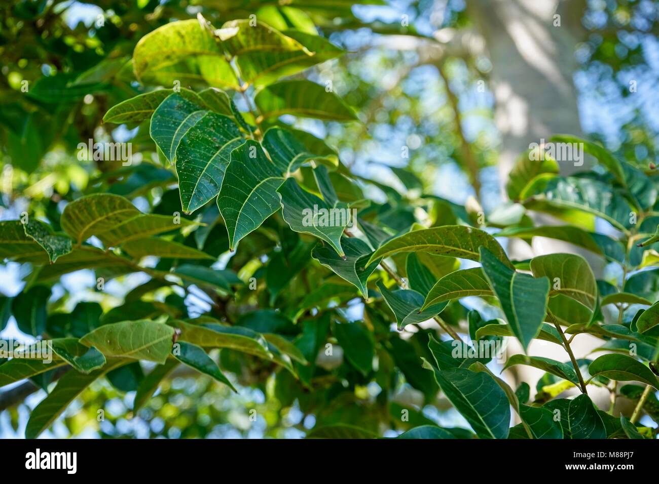 Leaves of a Red Cedar tree, Toona ciliata, in closeup Stock Photo - Alamy