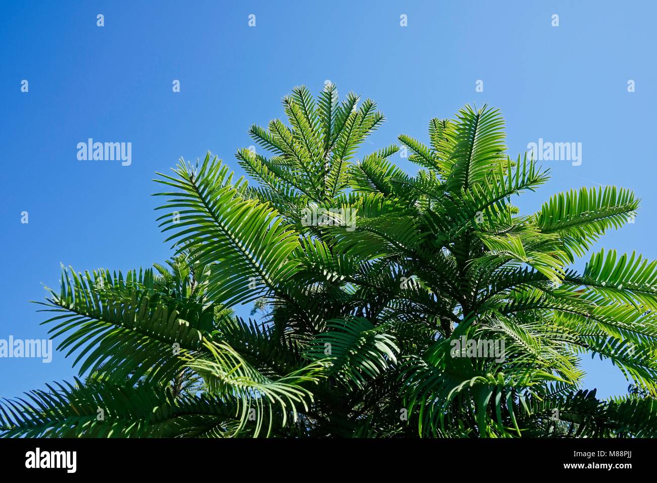 Wollemi Pine High Resolution Stock Photography and Images - Alamy